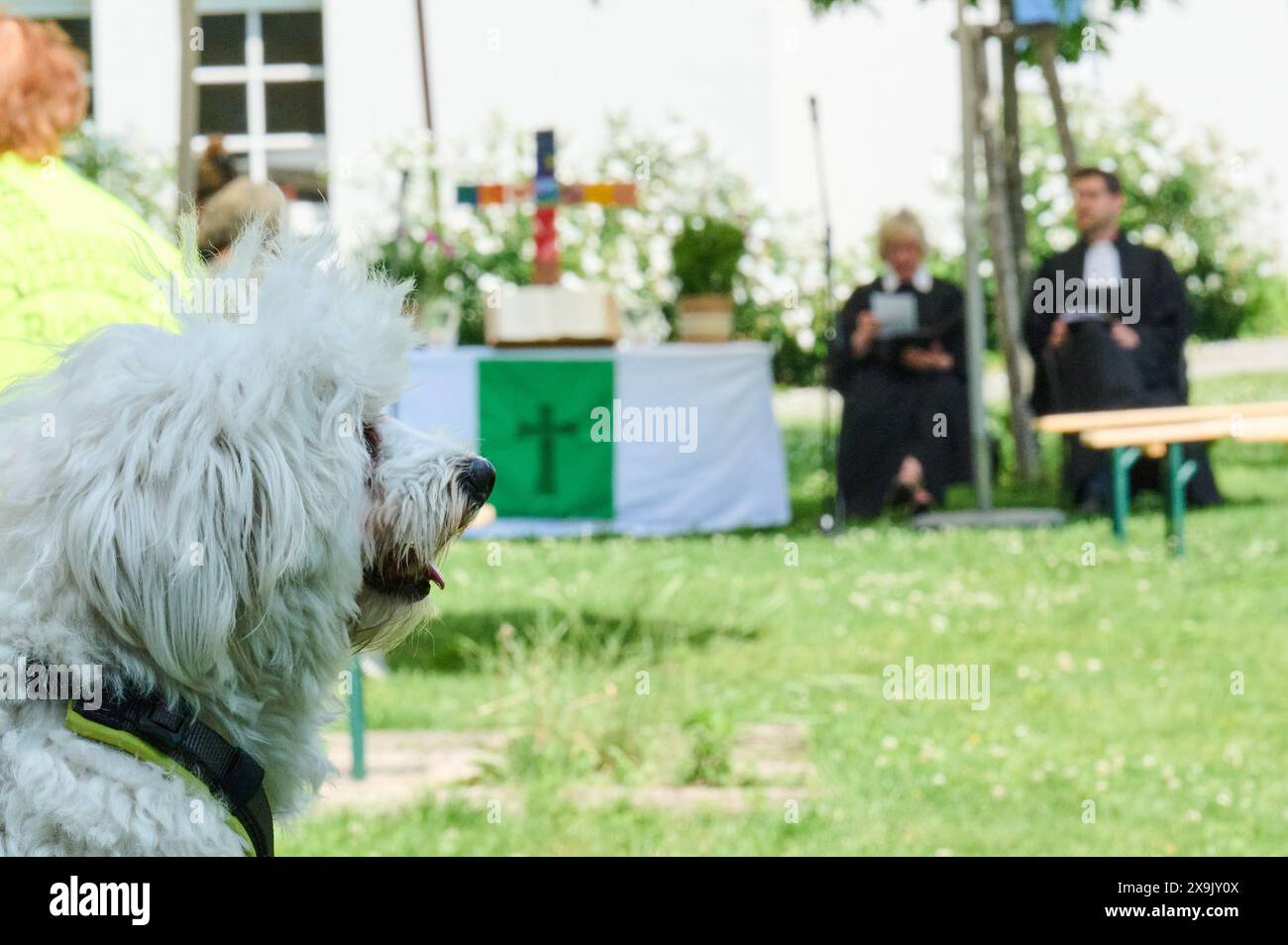 01 June 2024, Berlin: The Havanese mongrel "Marko" sits at the animal ...