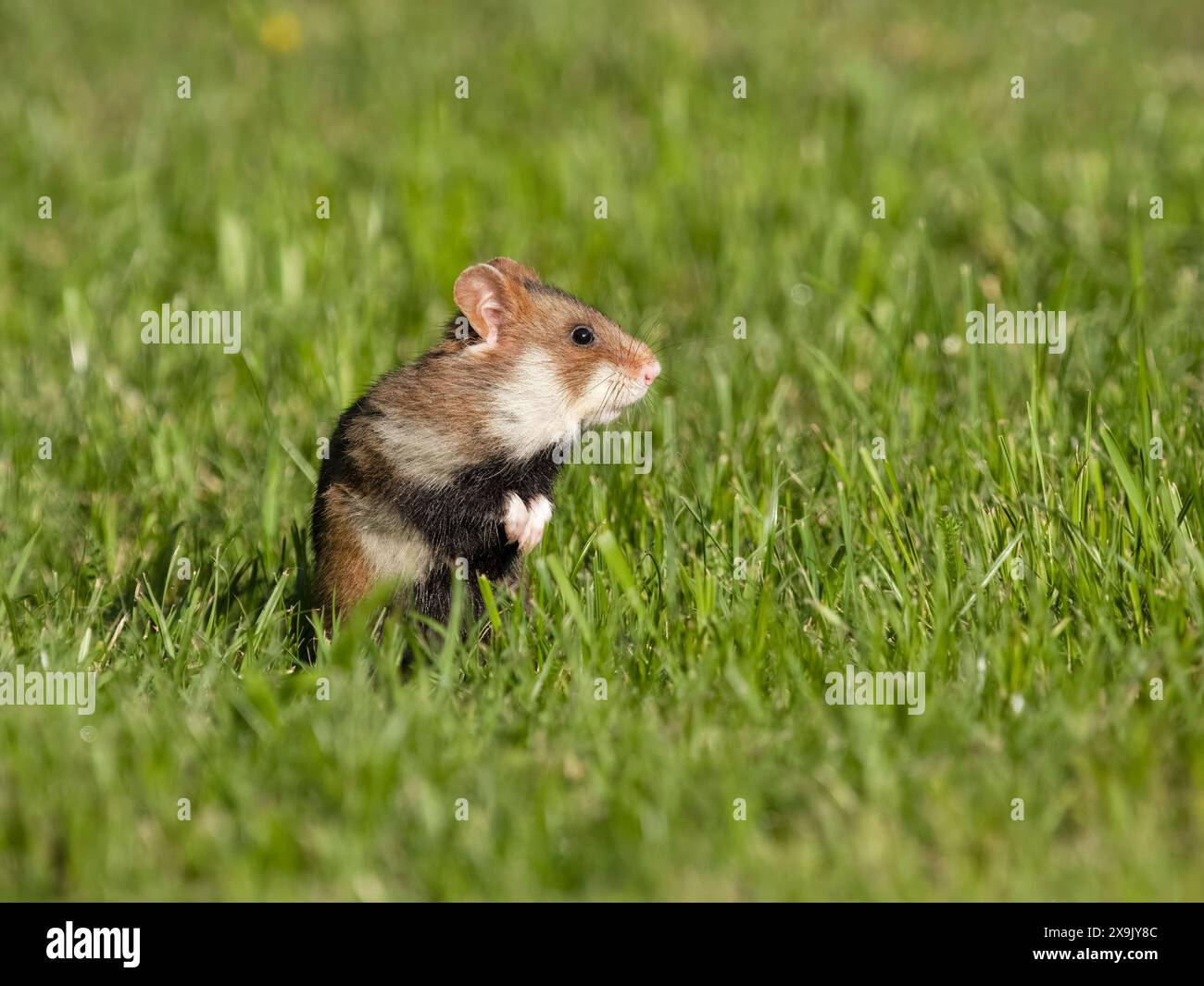 European hamster, Cricetus cricetus single mammal in grass, Vienna ...