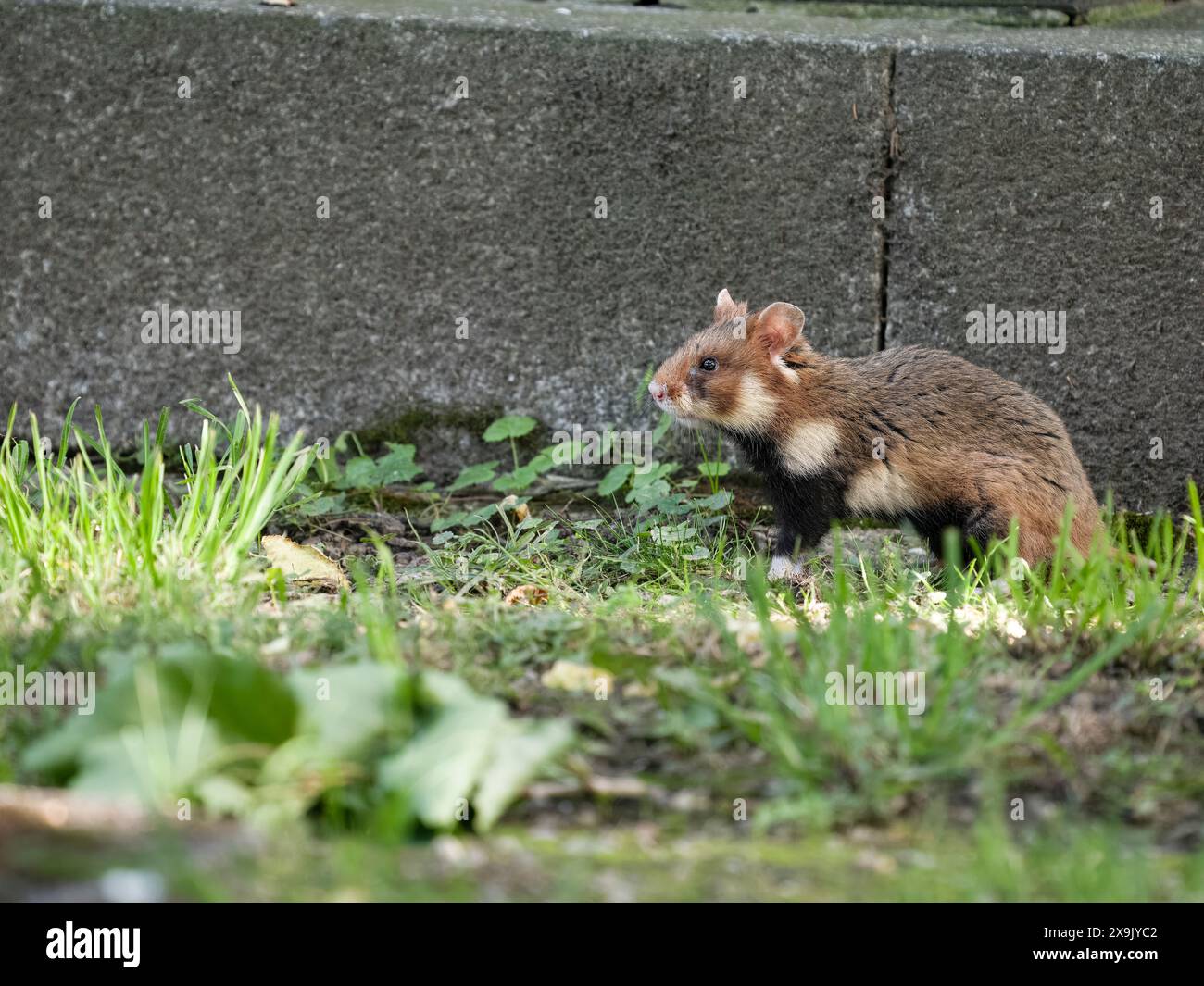 European hamster, Cricetus cricetus single mammal by gravestone, Vienna ...