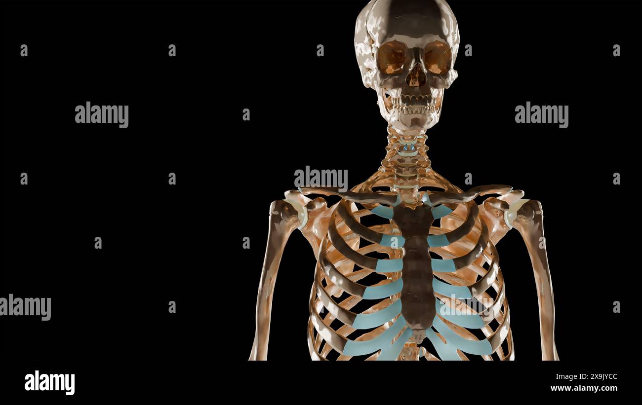 human male skeleton rotating on black background, skeletal system ...