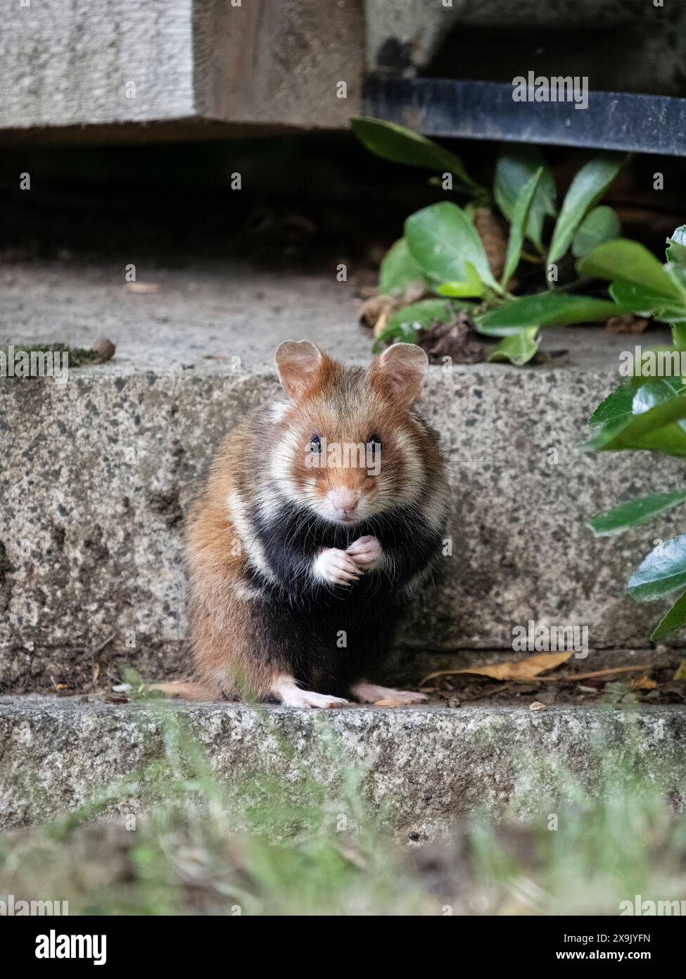 European hamster, Cricetus cricetus single mammal by gravestone, Vienna ...