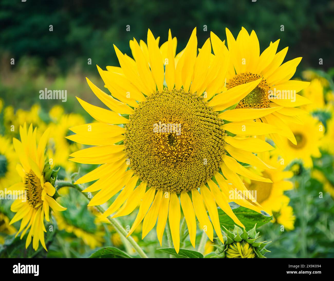 World of natural splendor hi-res stock photography and images - Alamy