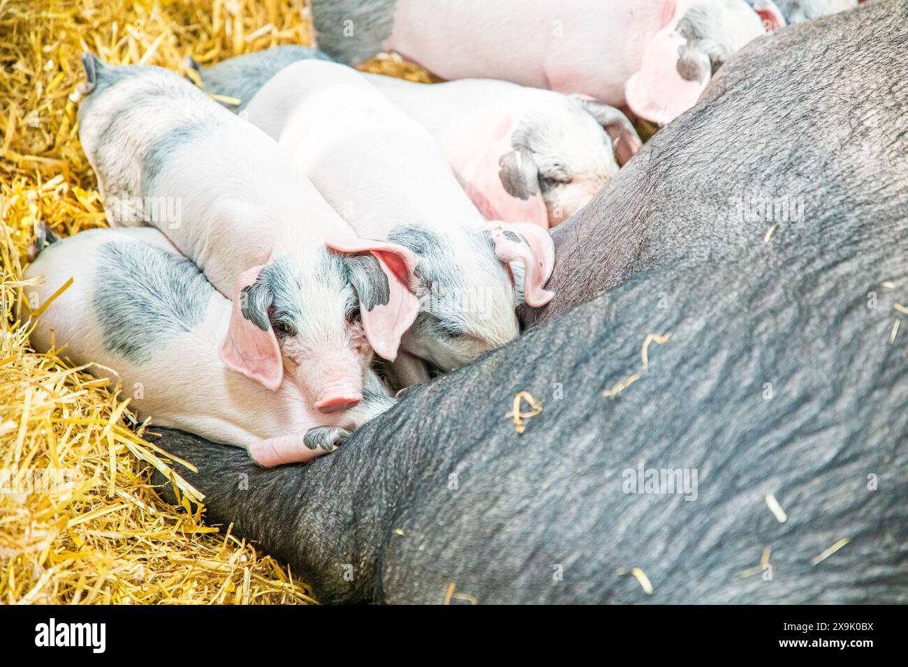 Little pigs sucking mother milk hi-res stock photography and images - Alamy