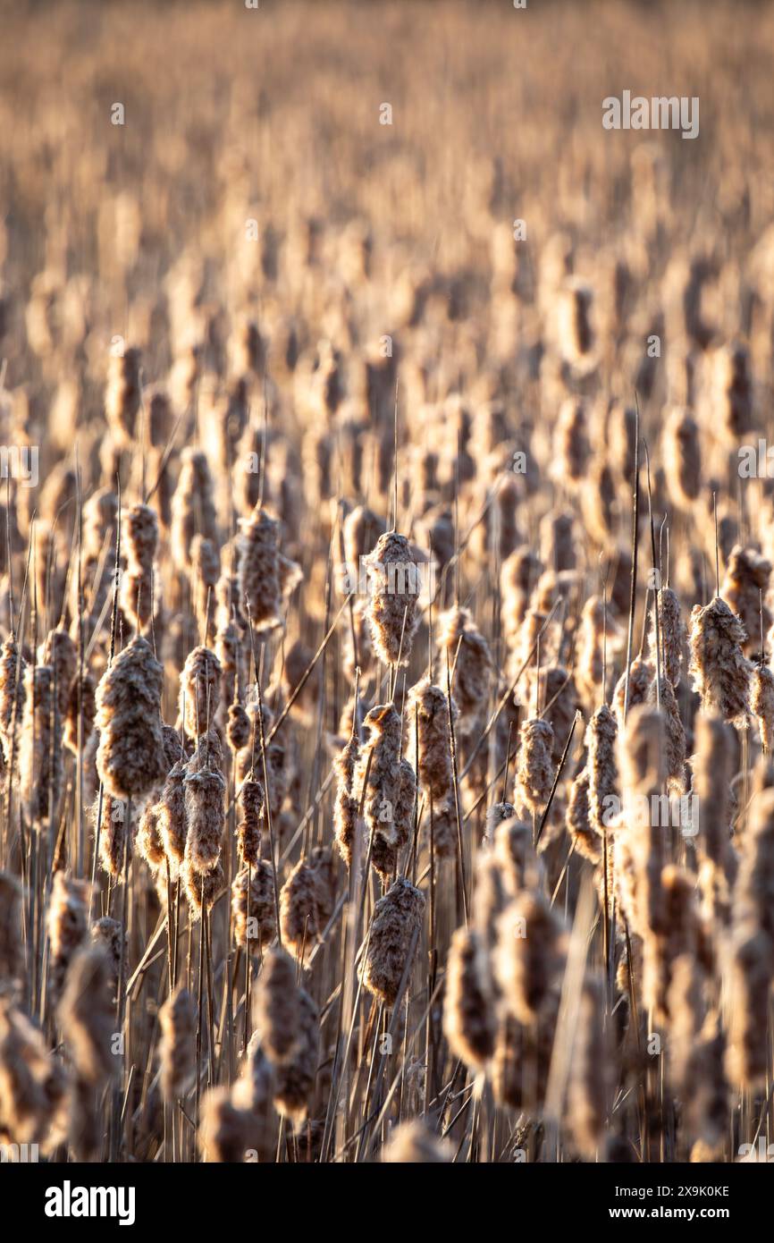 Fluffy cattail heads (Typha latifolia) in a Wisconsin marsh in April ...