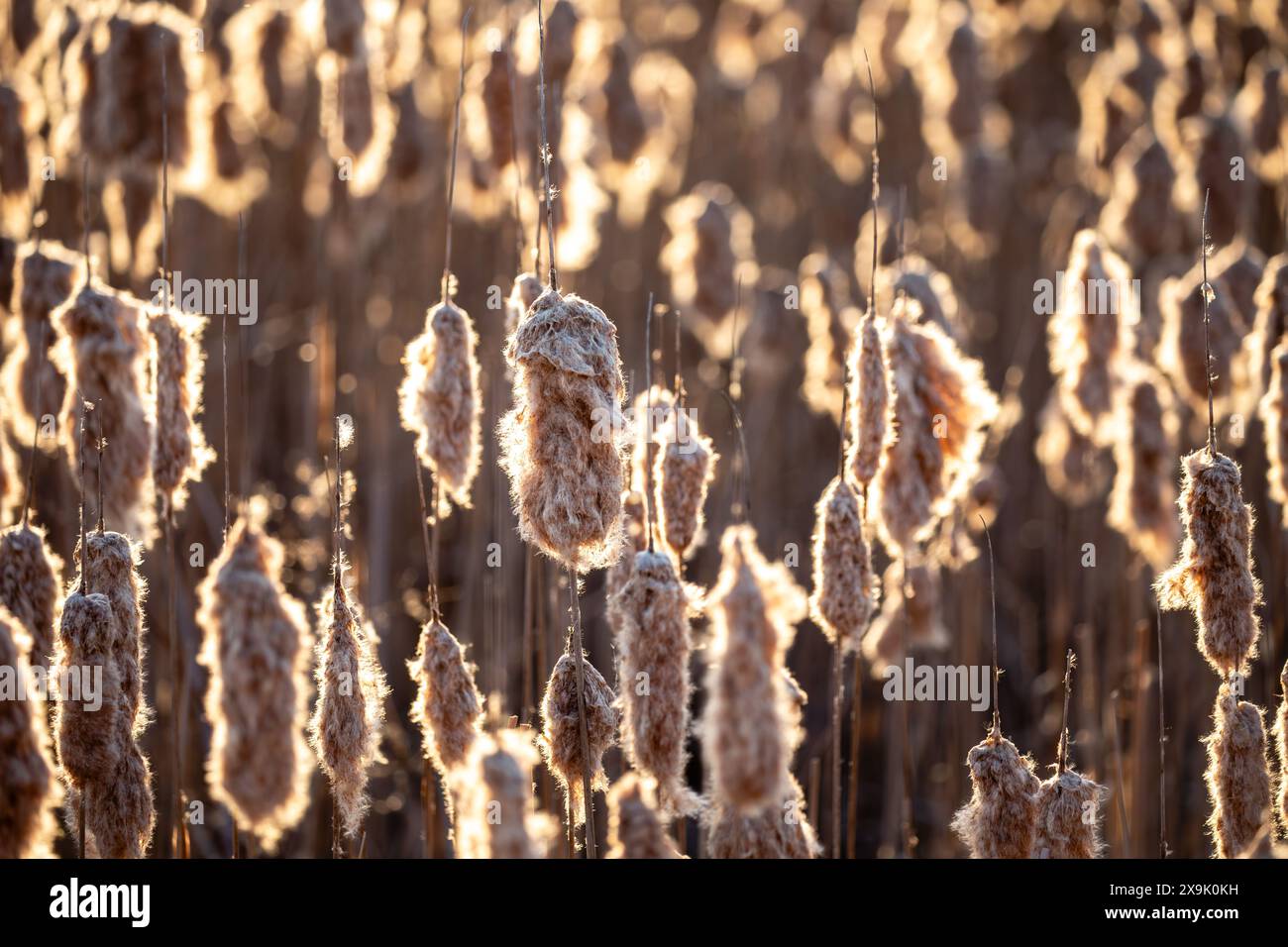 Fluffy cattail heads (Typha latifolia) in a Wisconsin marsh in April ...