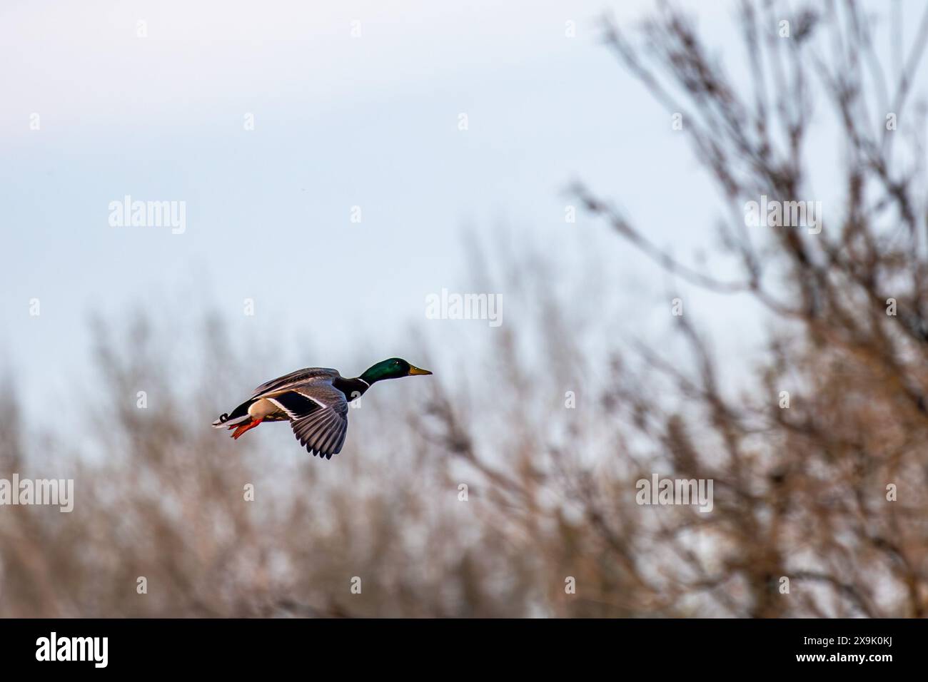 Male mallard duck (Anas platyrhynchos) flying in a Wisconsin forest ...