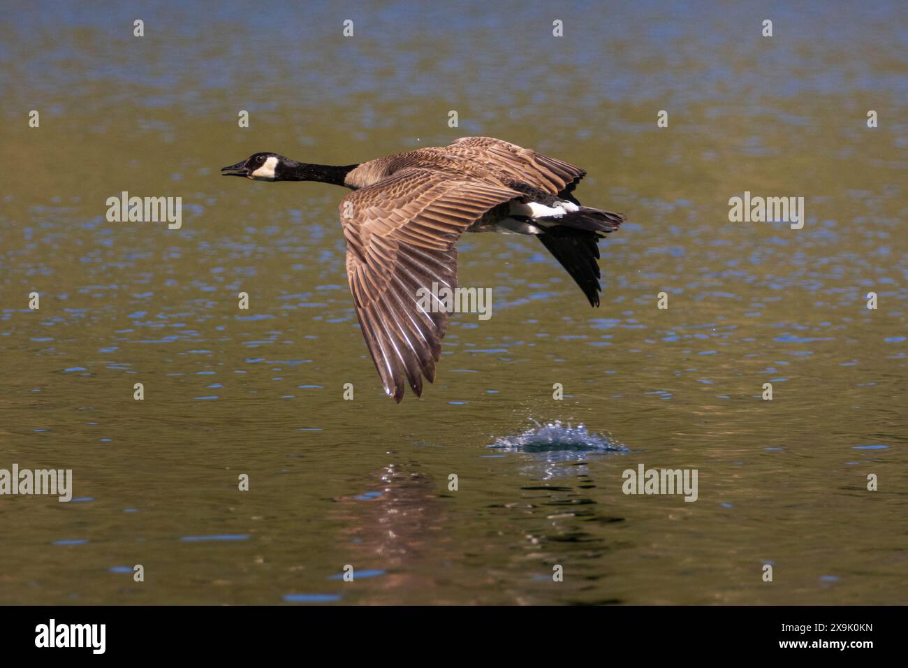 Canada goose (Branta canadensis) in flight low to the water with wing ...