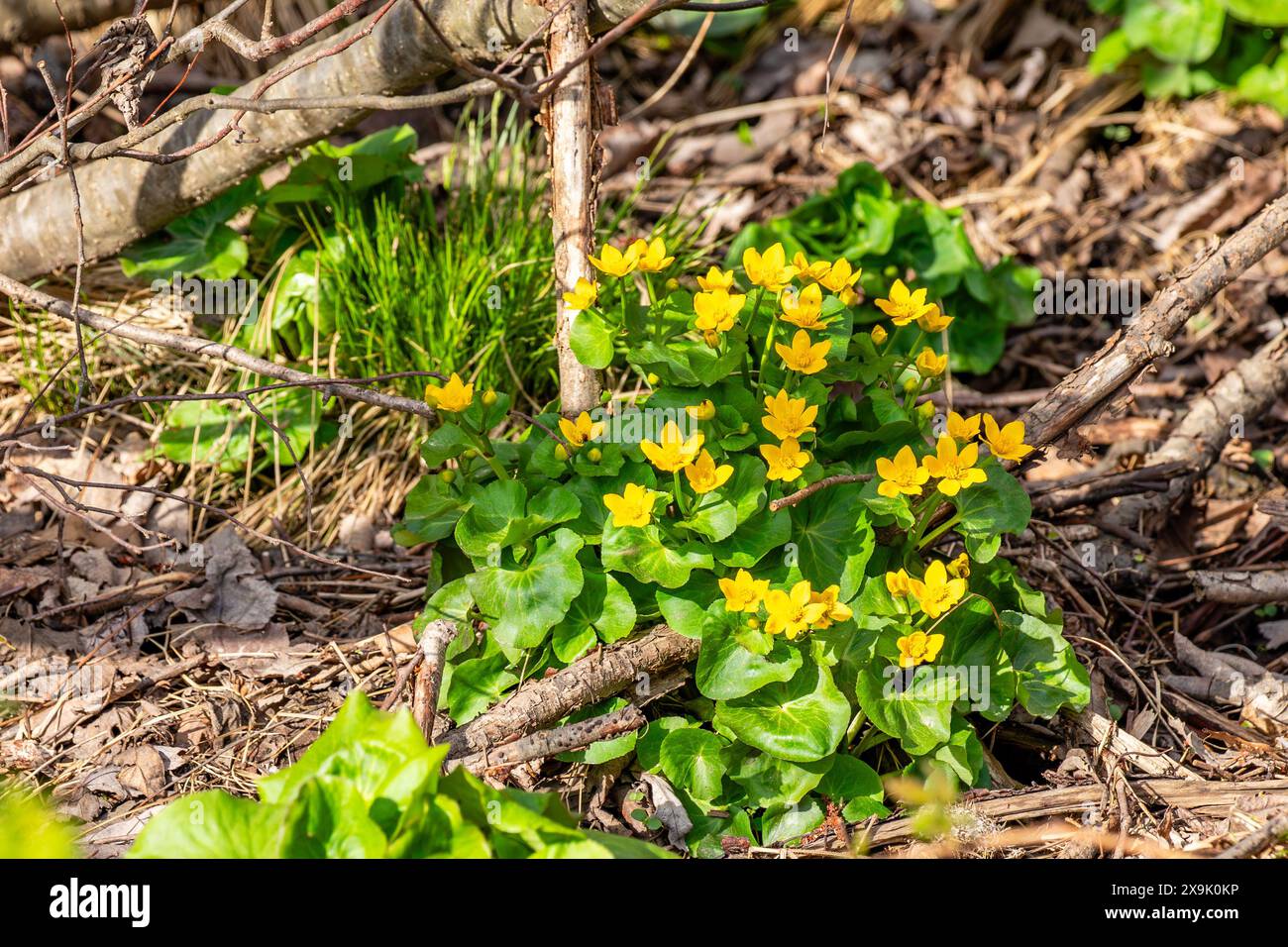 Kingcup marsh marigold in natural hi-res stock photography and images ...