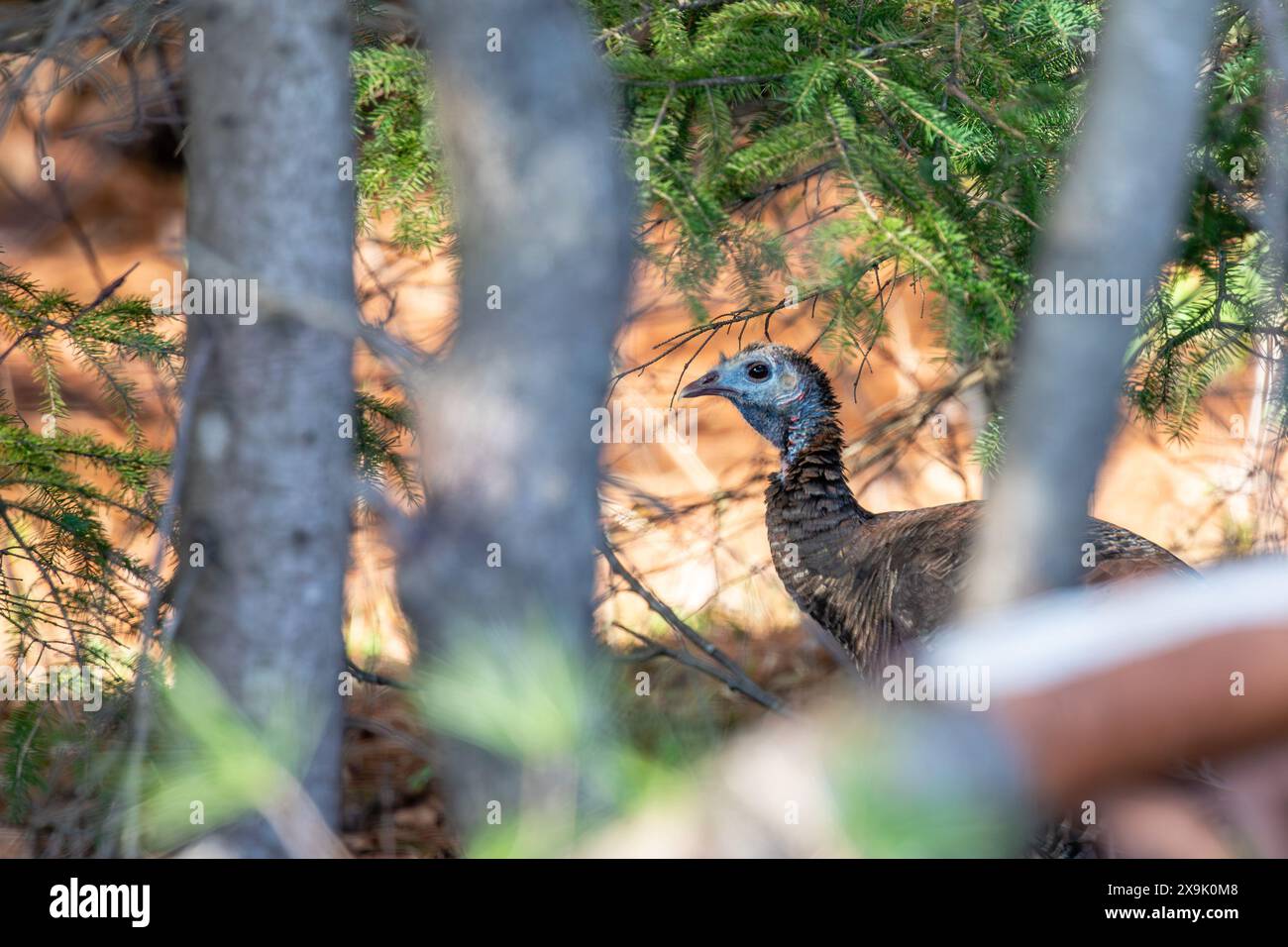 Wild eastern turkey (Meleagris gallopavo) in a Wisconsin forest ...