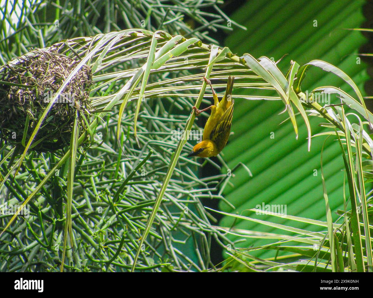 A vibrant yellow weaver bird skillfully building its nest among green ...