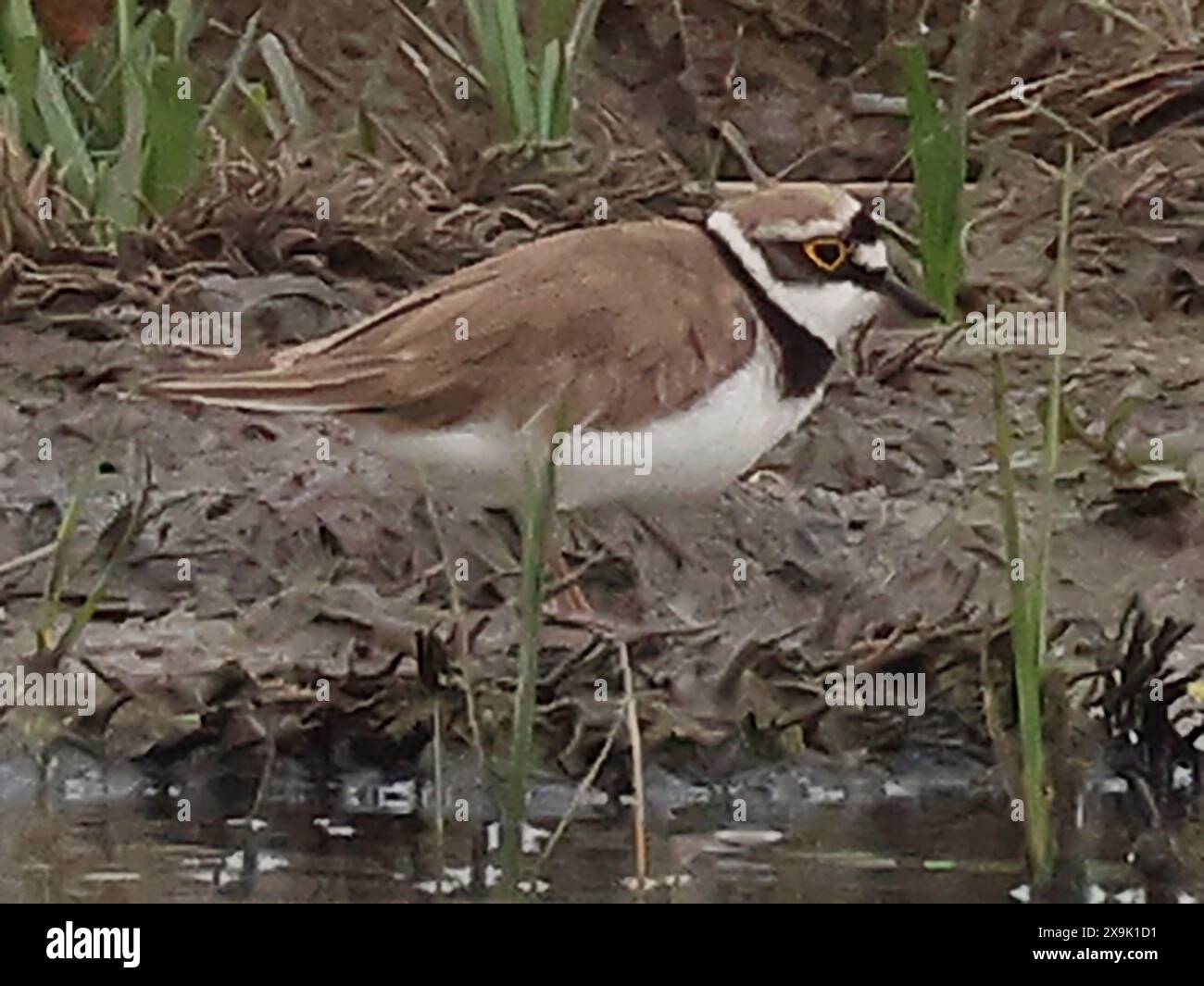 Purfleet, Essex, UK. 01st June, 2024. Little Ringed Plover at RSPB ...