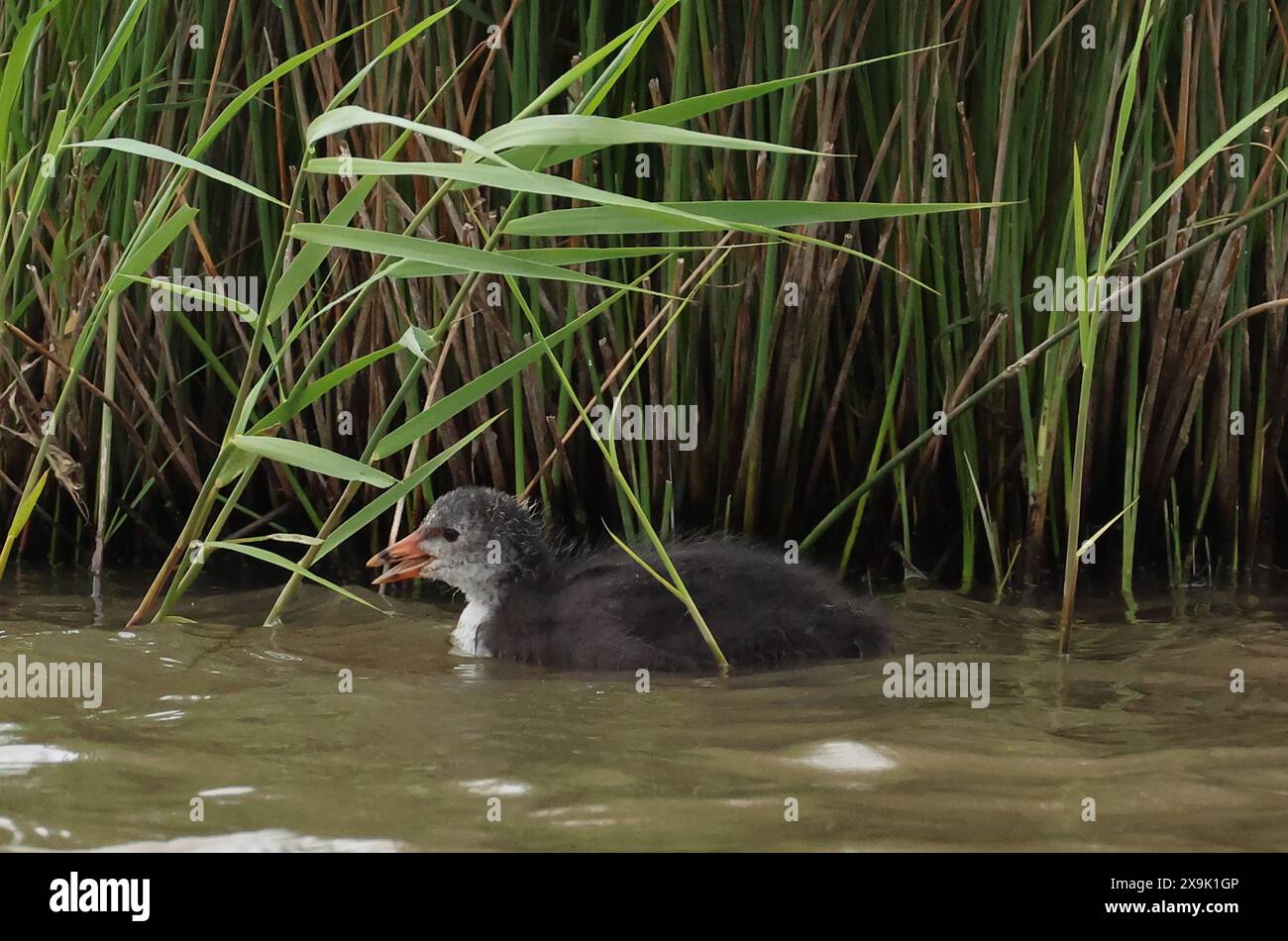 Baby Coot in water at RSPB Rainham Marshes Nature Reserve , Purfleet ...