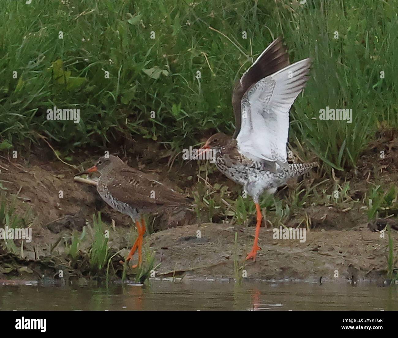 Purfleet, Essex, UK. 01st June, 2024. L-R Female Redshank and Male ...