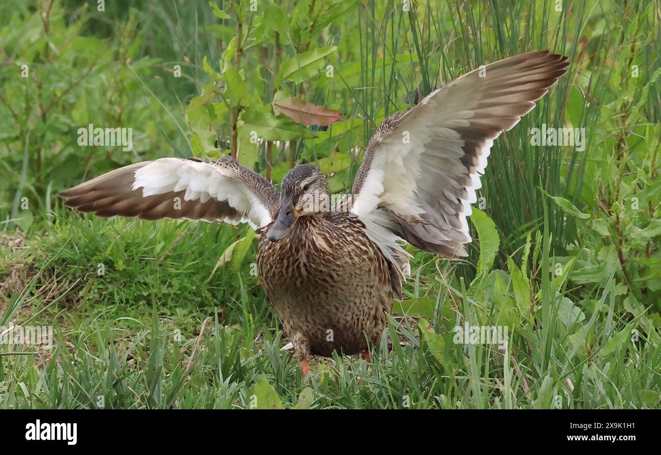Purfleet, Essex, UK. 01st June, 2024. Female Mallard at RSPB Rainham ...