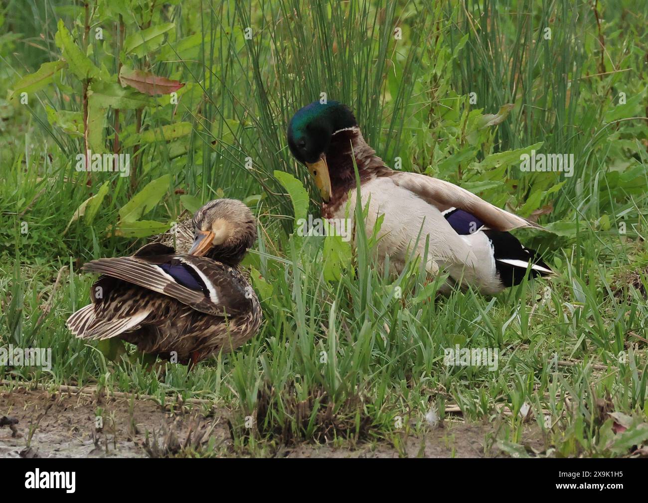 Purfleet, Essex, UK. 01st June, 2024. L-R Female Mallard and Male ...