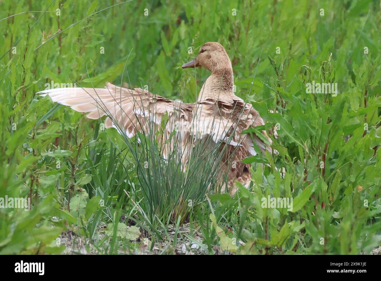 Purfleet, Essex, UK. 01st June, 2024. Female Mallard at RSPB Rainham ...