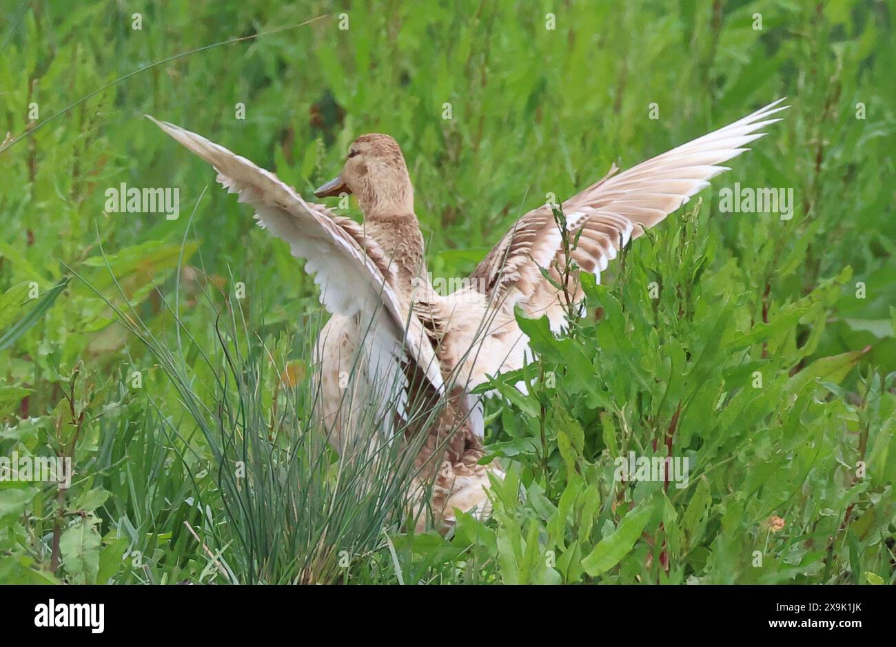 Purfleet, Essex, UK. 01st June, 2024. Female Mallard at RSPB Rainham ...