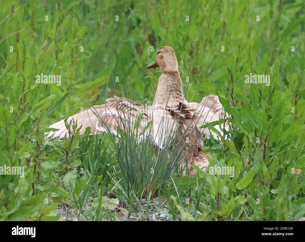 Purfleet, Essex, UK. 01st June, 2024. Female Mallard at RSPB Rainham ...