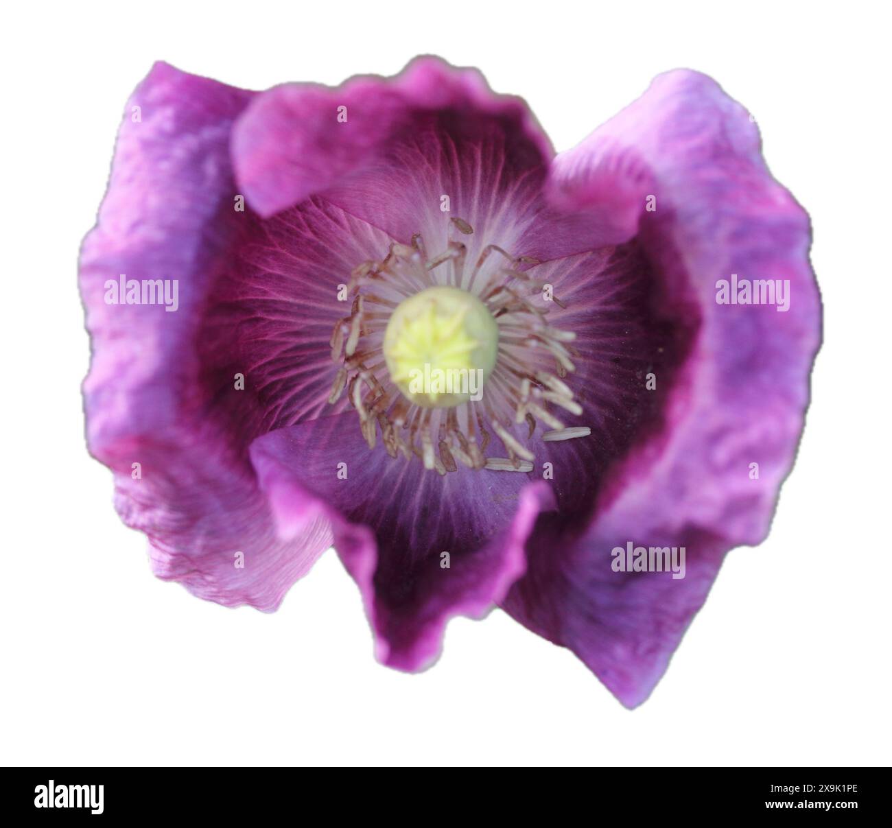 Organs of flowers Cut Out Stock Images & Pictures - Alamy