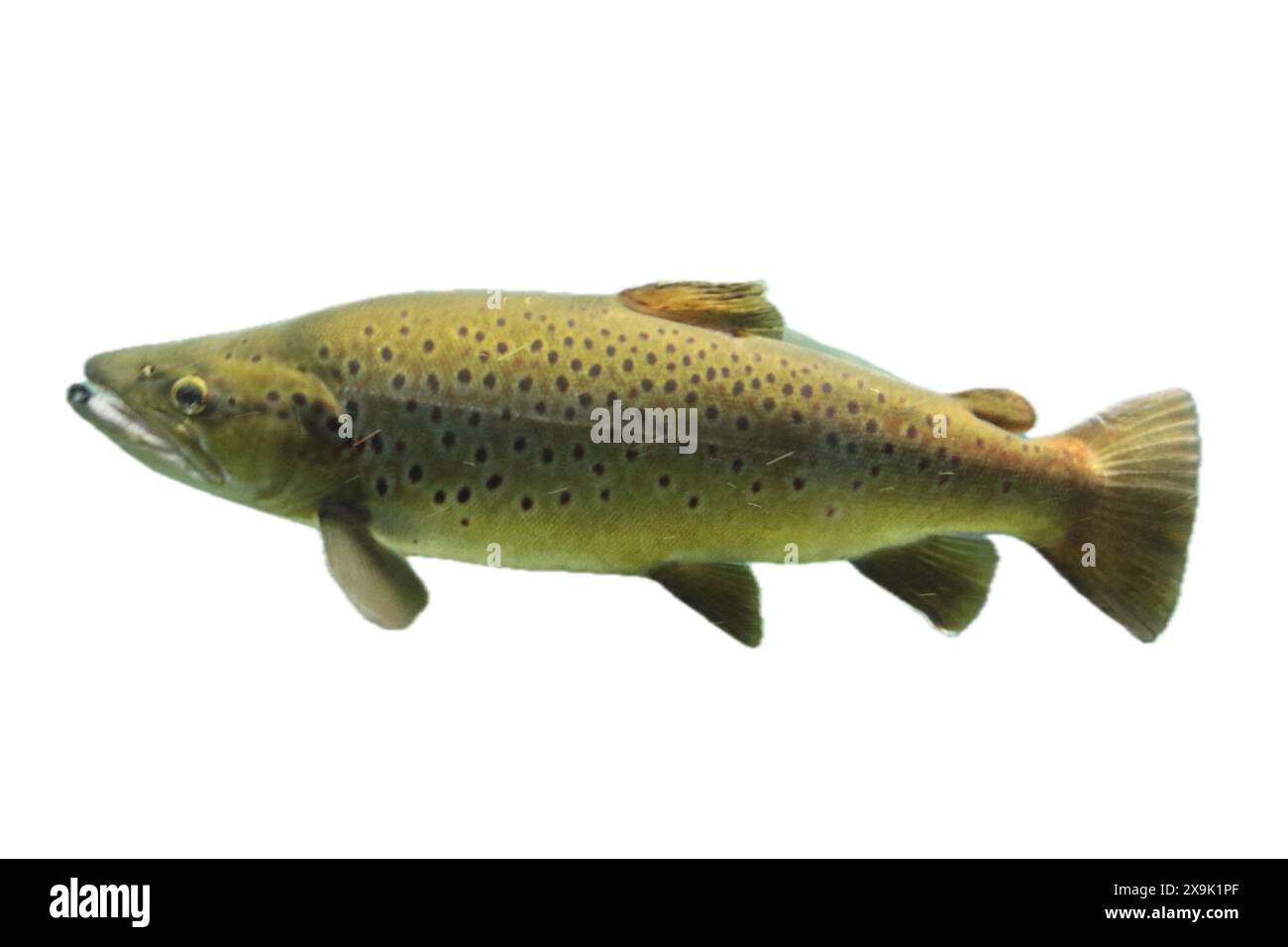 Family salmonidae hi-res stock photography and images - Alamy