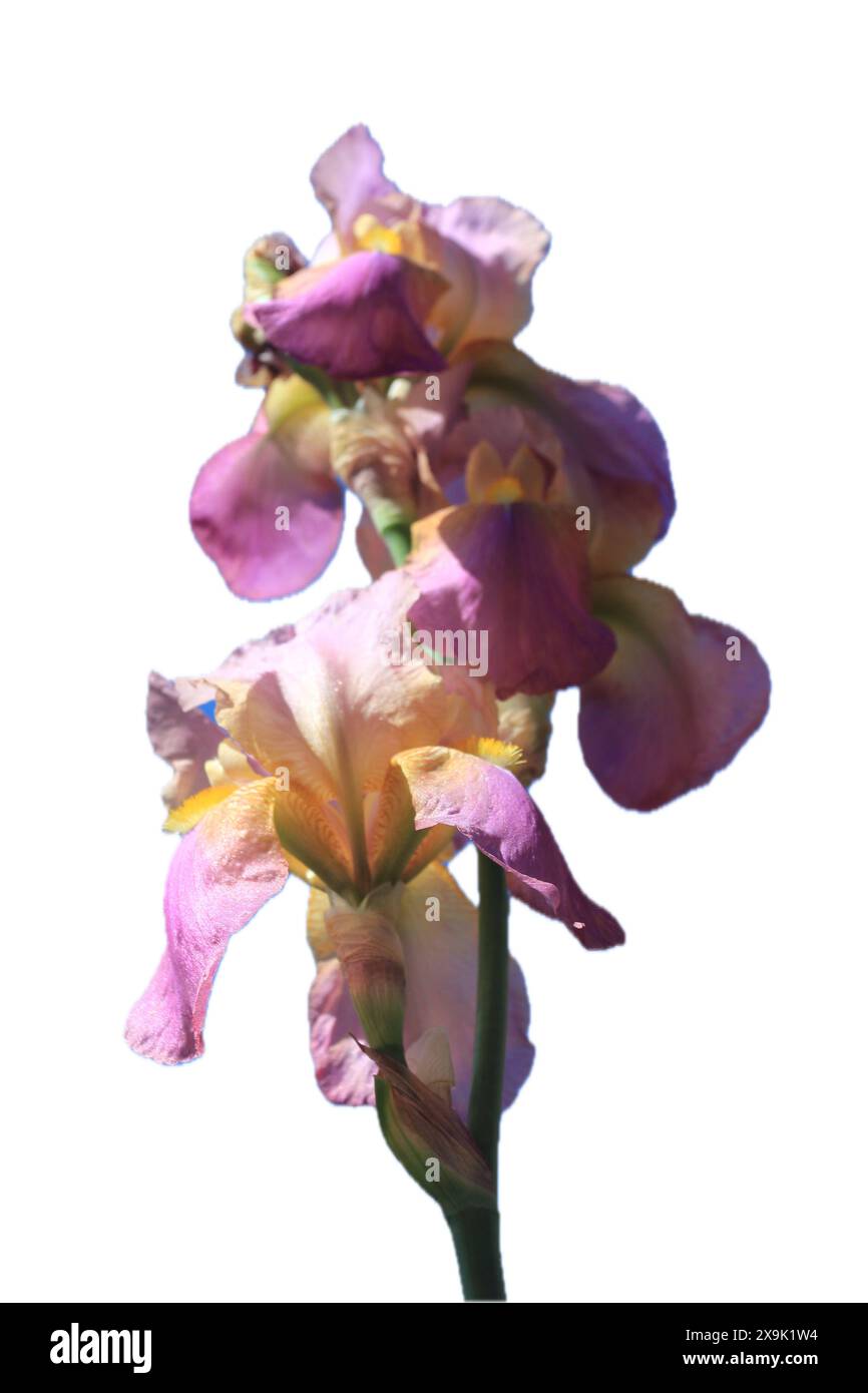 Sweet iris hi-res stock photography and images - Alamy