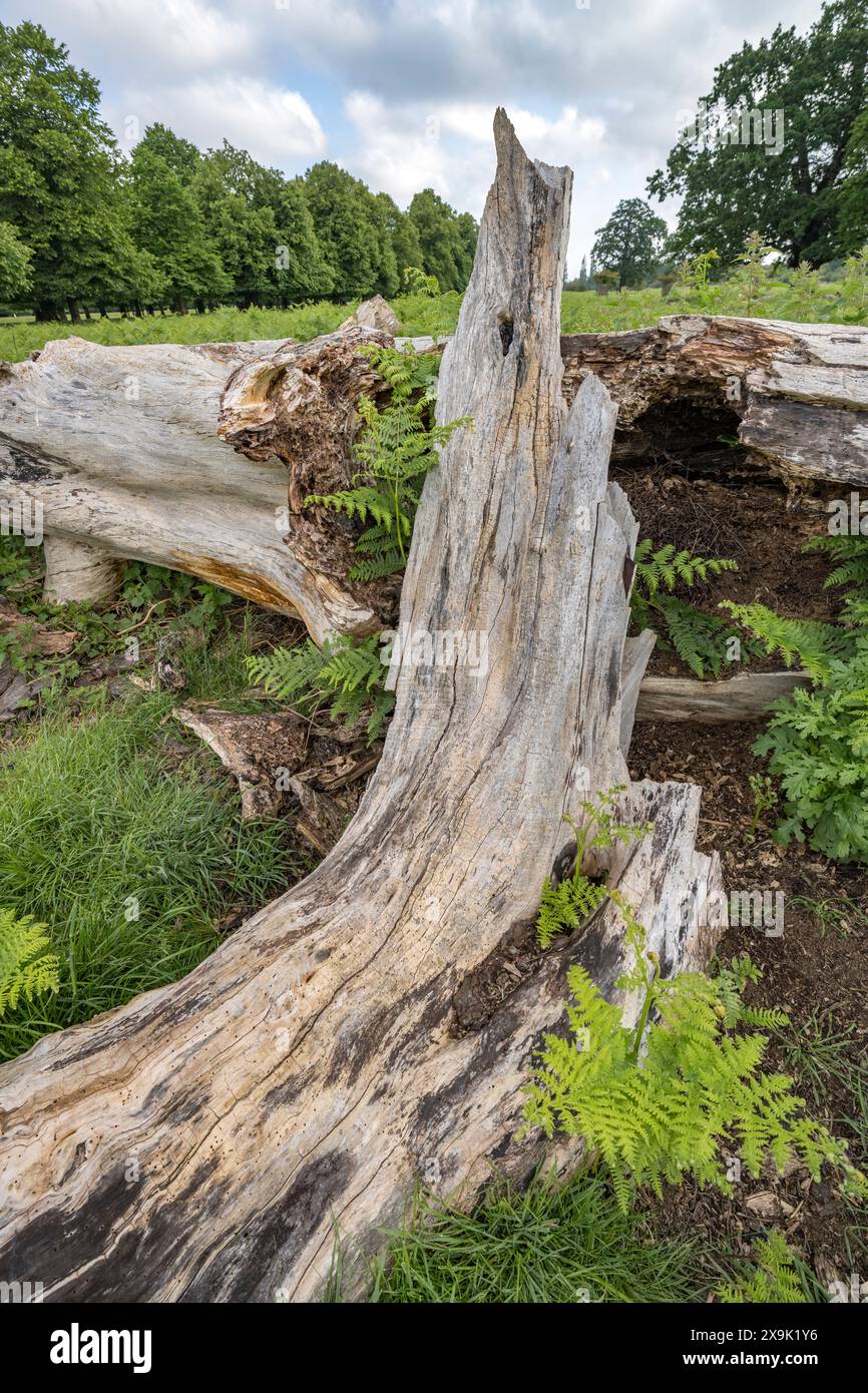 Old rotten tree trunk hi-res stock photography and images - Alamy