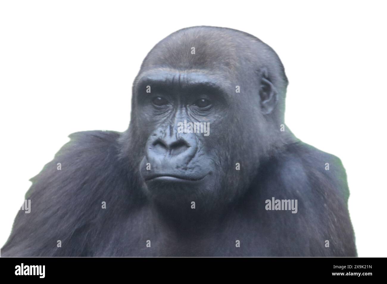 Gorillas are ground-dwelling, predominantly herbivorous apes that ...