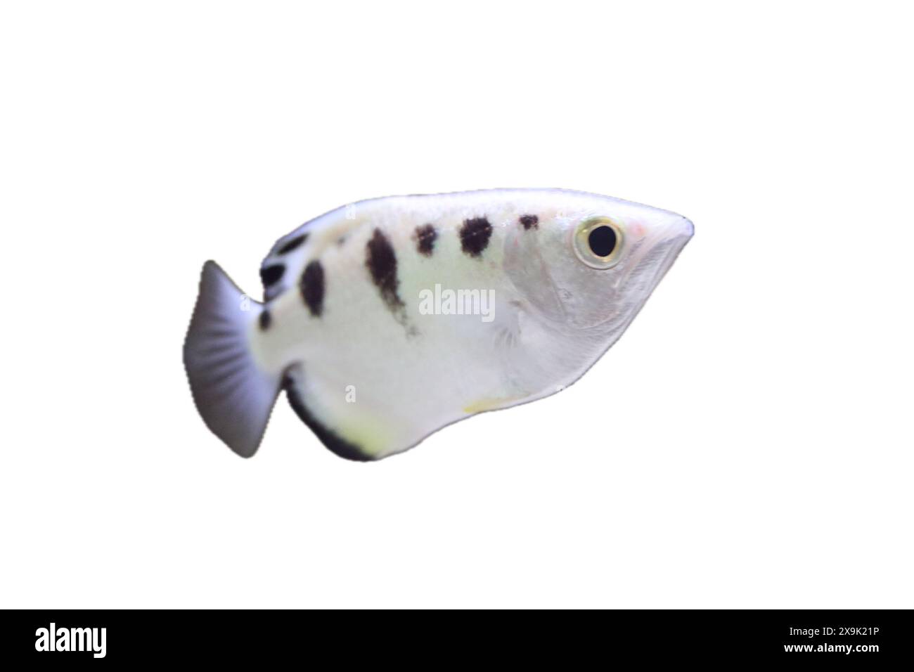 Archerfish Cut Out Stock Images & Pictures - Alamy