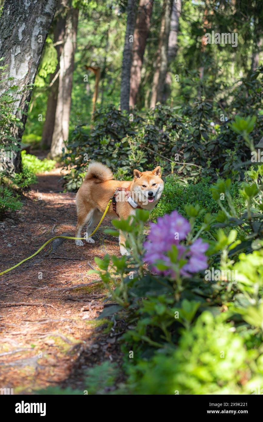 A red Shiba inu dog is walking in the forest among blooming ...