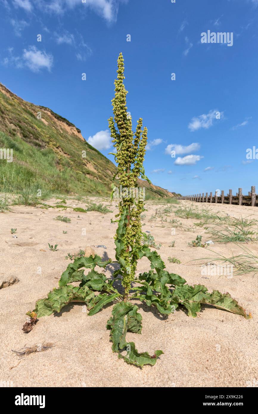 Curled Dock, Rumex crispus, plant groming on shingle shoreline. Norfolk ...