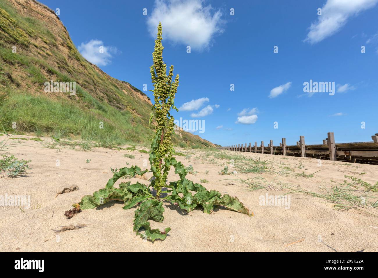 Curled Dock, Rumex crispus, plant groming on shingle shoreline in ...