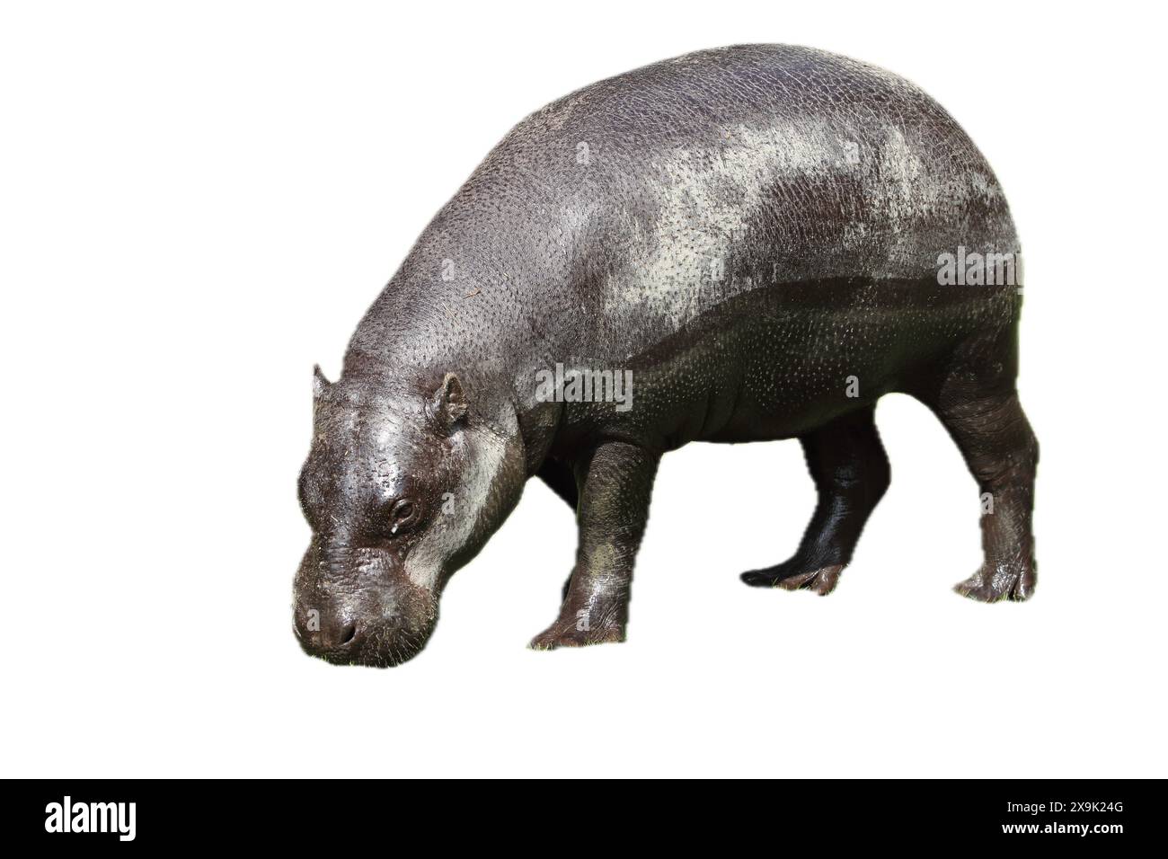 The pygmy hippopotamus (Choeropsis liberiensis or Hexaprotodon ...