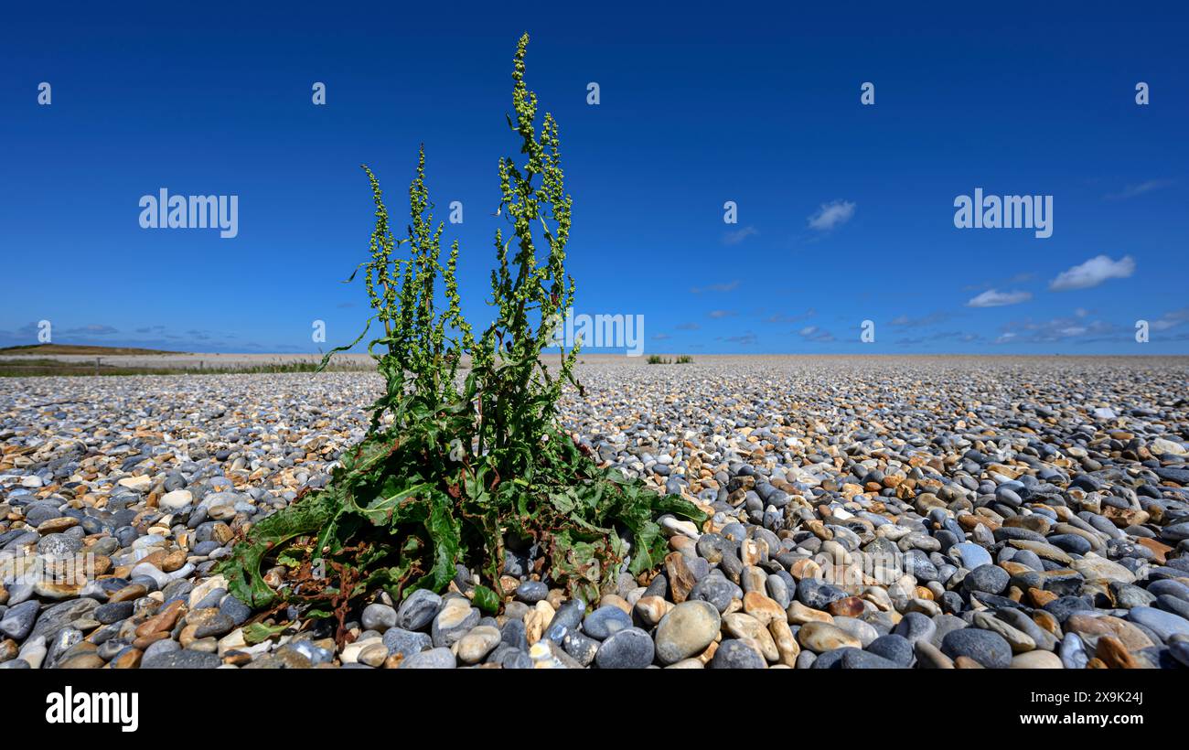 Curled Dock, Rumex crispus, plant groming on shingle shoreline. Norfolk ...