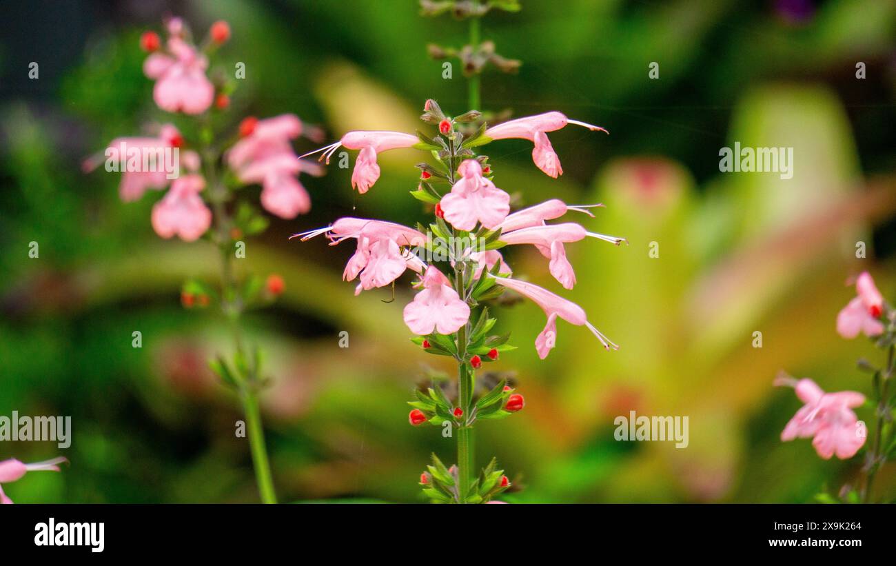 Salvia coccinea (Salvia coccinea, the blood sage, scarlet sage, Texas ...