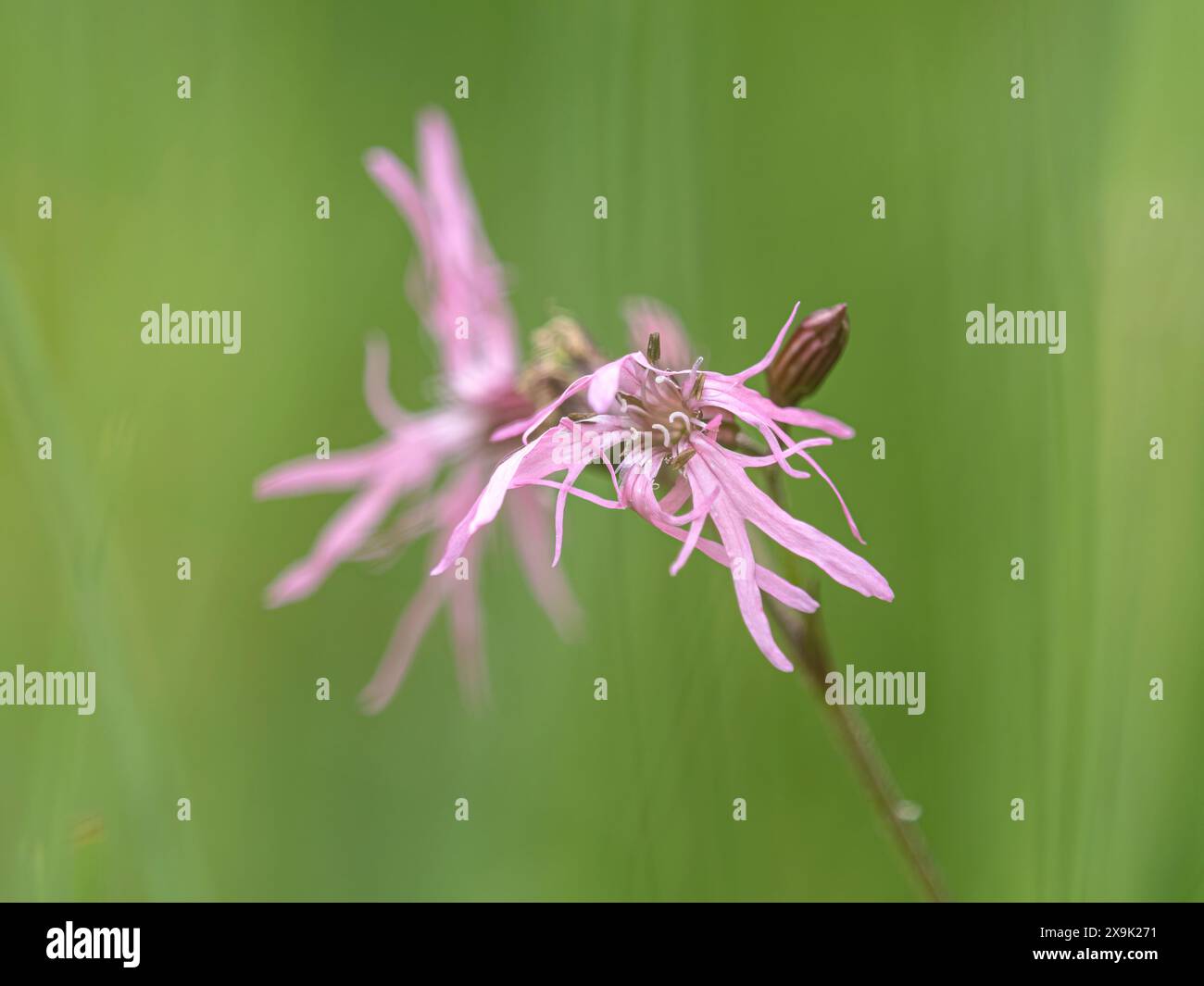 Ragged Robin, Lychnis flos-cuculi, flower close up Norfolk June Stock ...