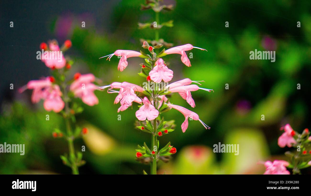 Salvia coccinea (Salvia coccinea, the blood sage, scarlet sage, Texas ...