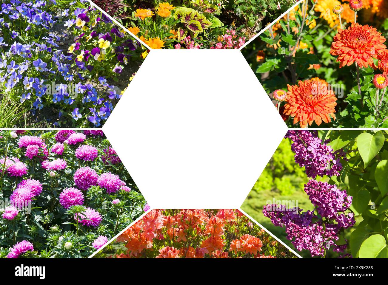 Assorted Colorful Flower Garden Collage. Free space for text Stock ...