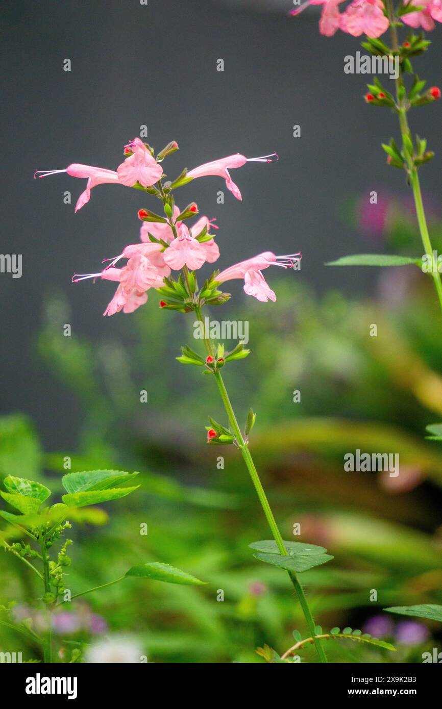 Salvia coccinea (Salvia coccinea, the blood sage, scarlet sage, Texas ...