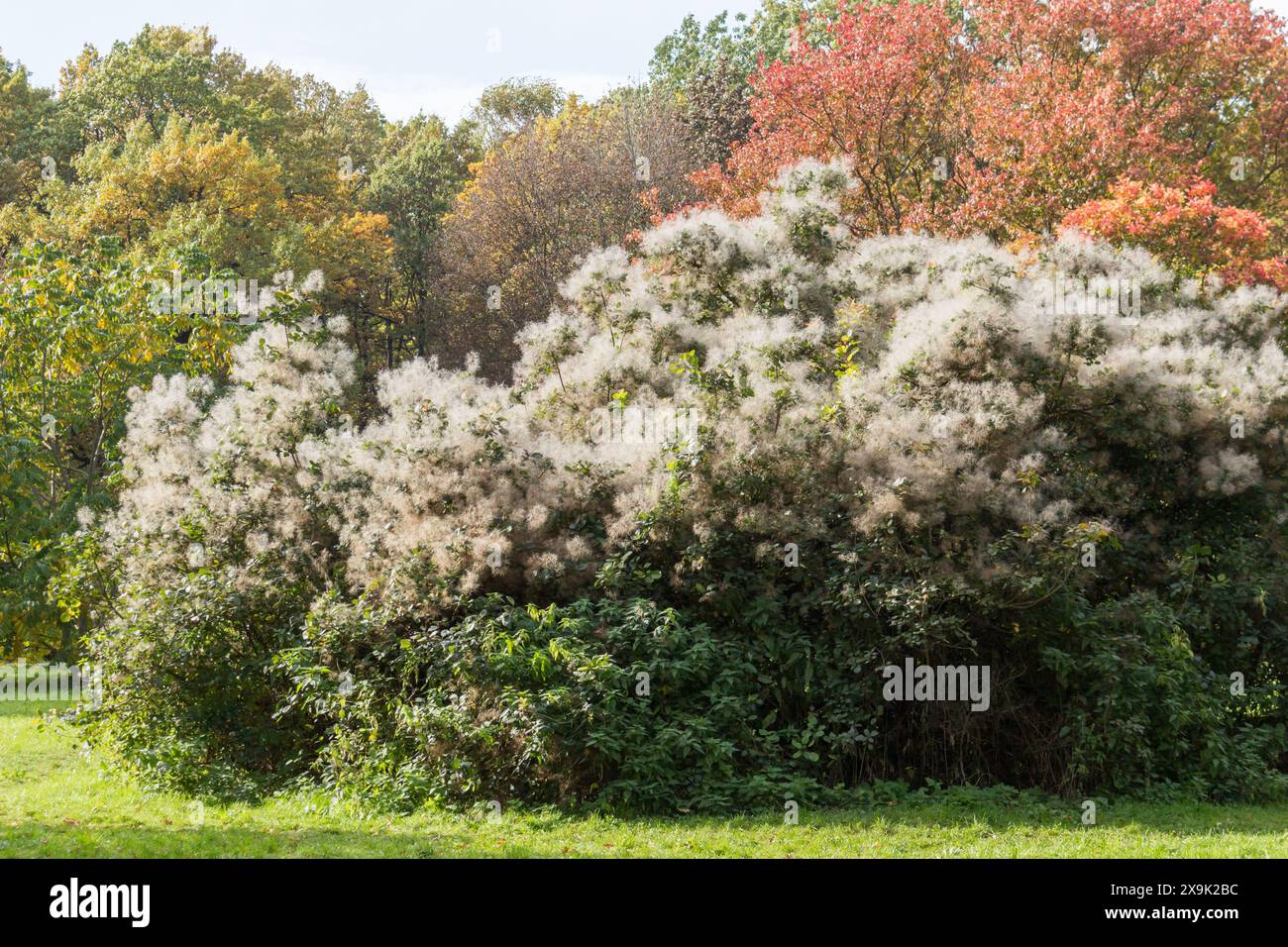 Scumpia tree hi-res stock photography and images - Alamy