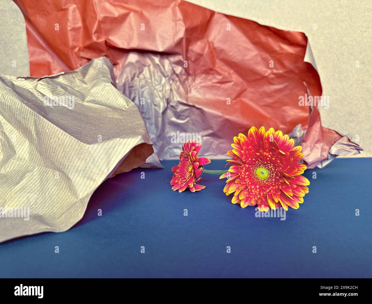 Bright Gerbera Daisies with Colorful Wrapping Paper Background in ...