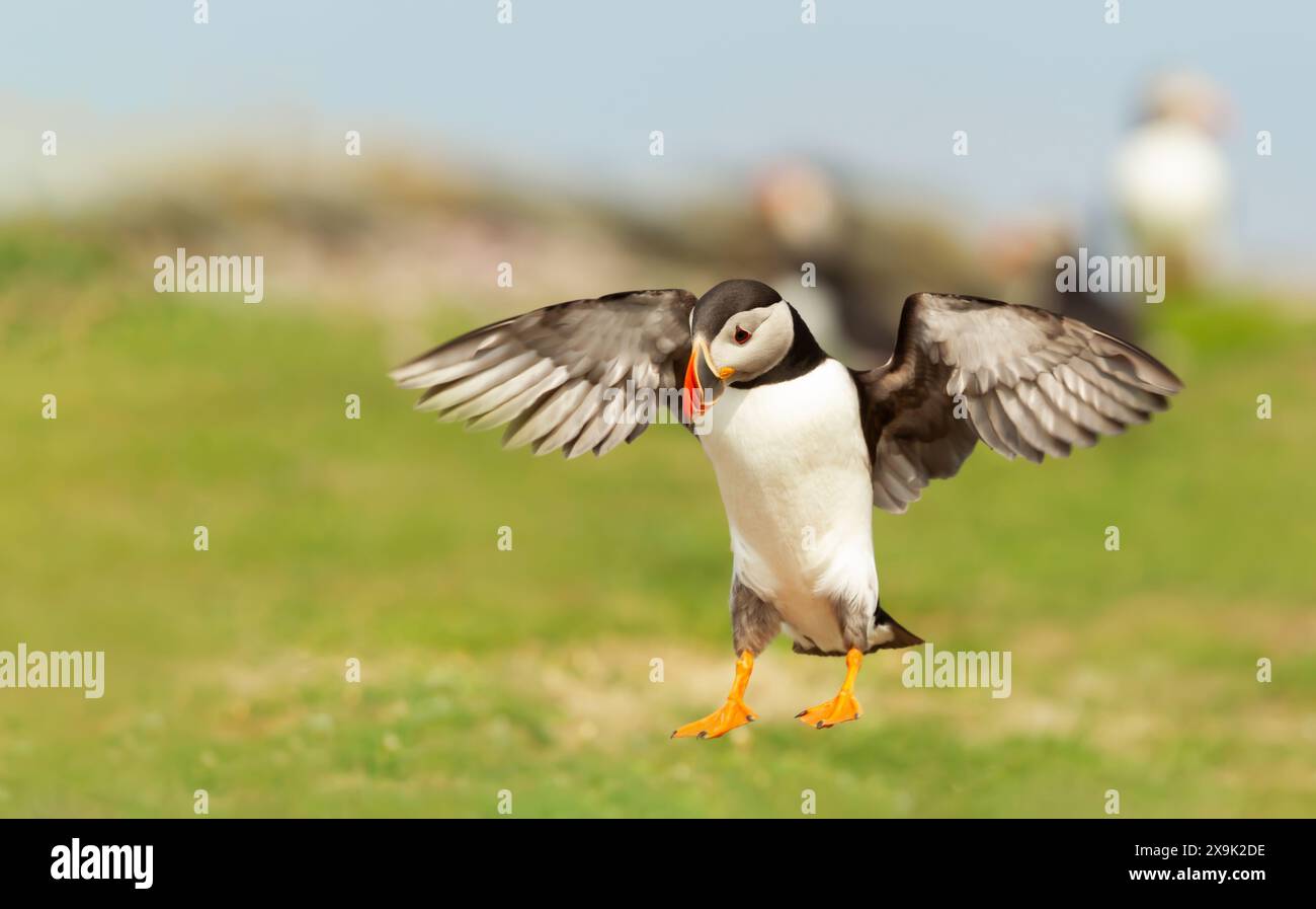 Close-up of Atlantic puffin landing with open wings Stock Photo - Alamy