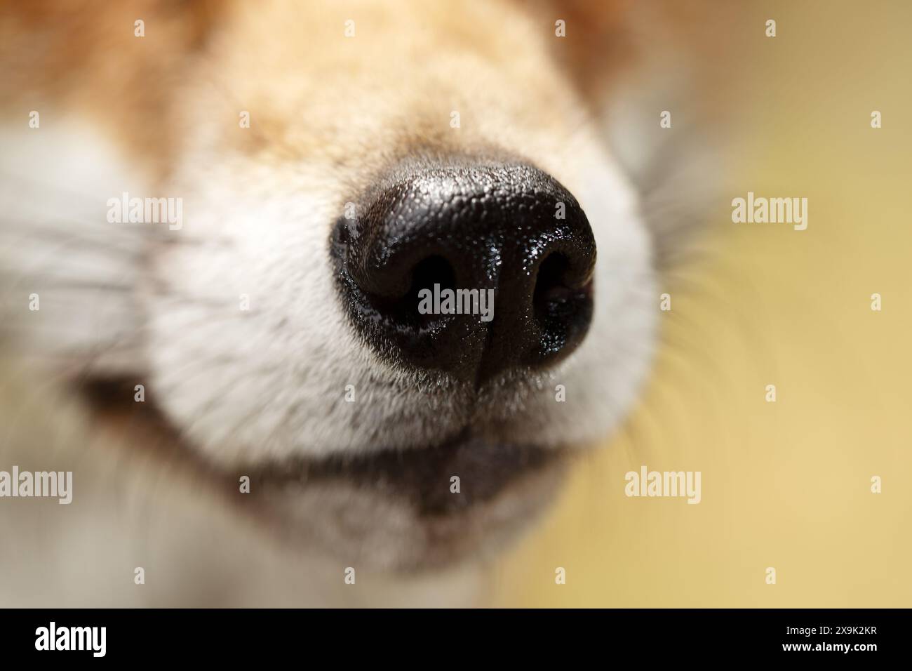 Fox whiskers close up hi-res stock photography and images - Alamy