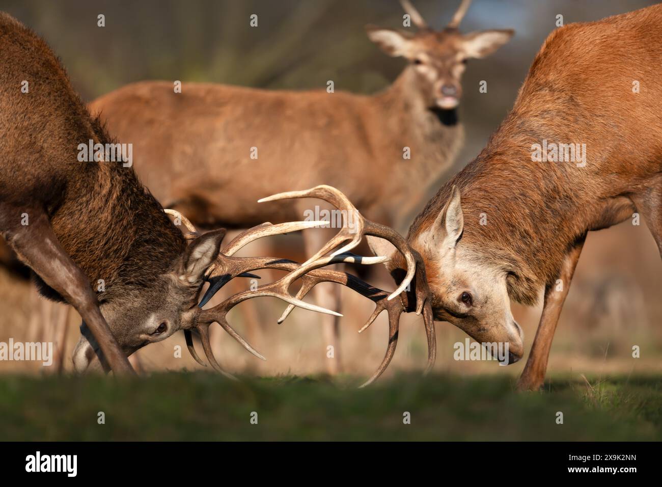 Antler clash hi-res stock photography and images - Alamy