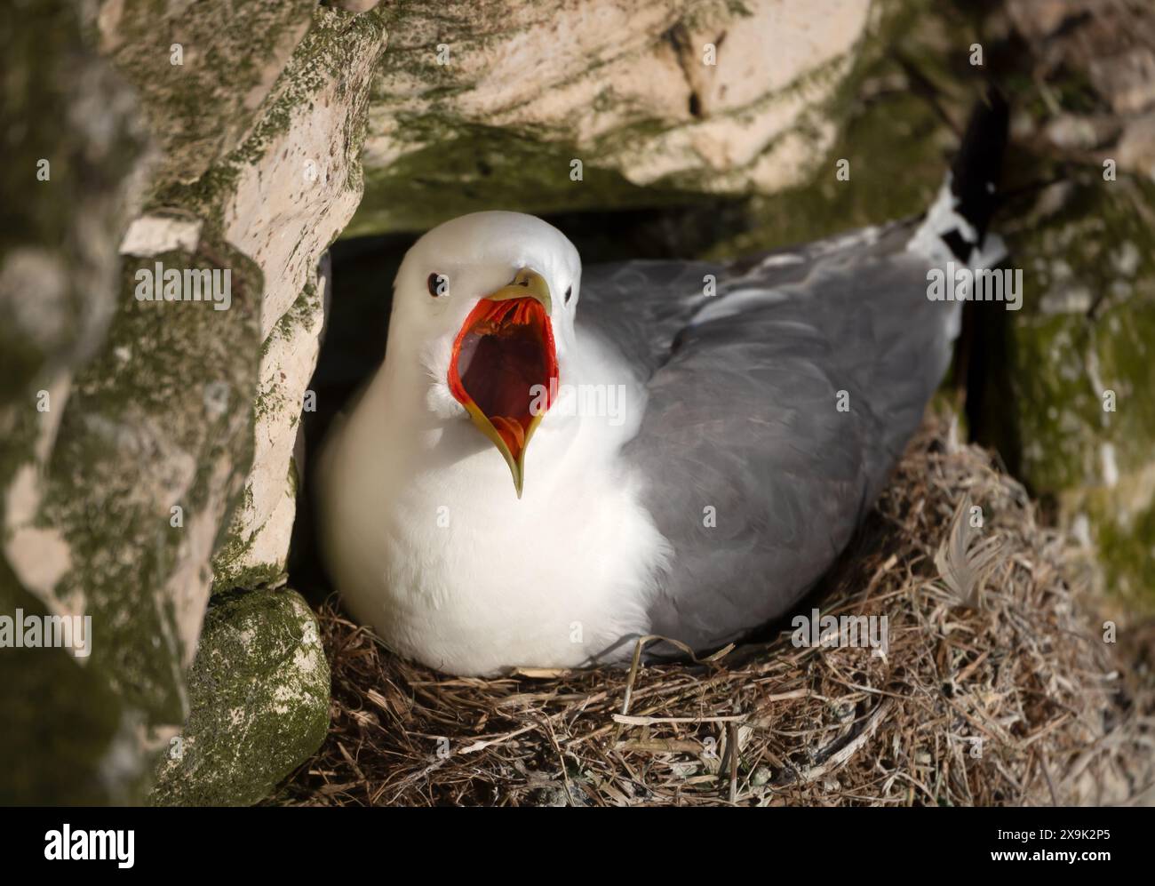 Kittiwake on cliff british hi-res stock photography and images - Alamy