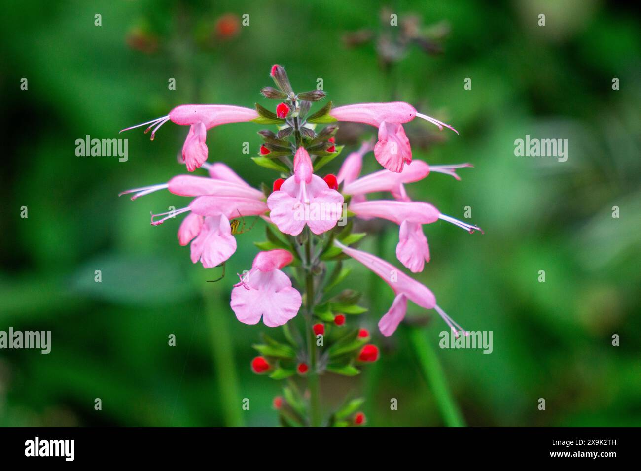 Salvia coccinea (Salvia coccinea, the blood sage, scarlet sage, Texas ...