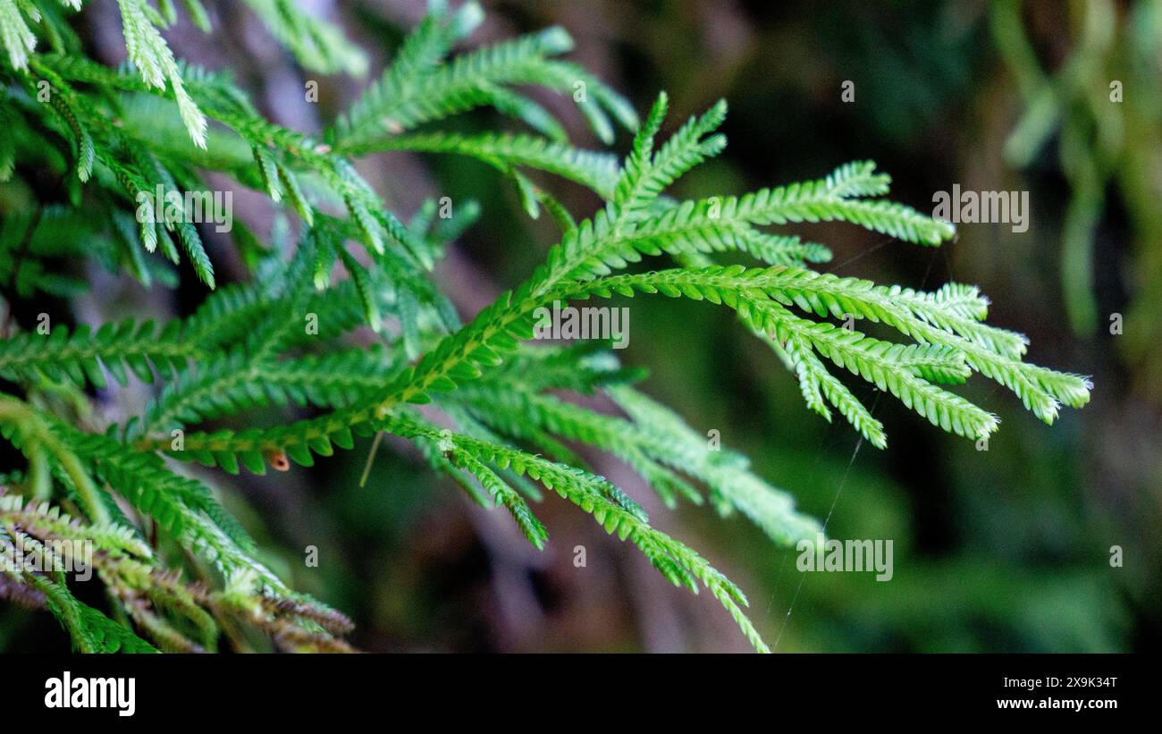 Selaginella kraussiana (Krauss' spikemoss, Krauss's clubmoss, African ...