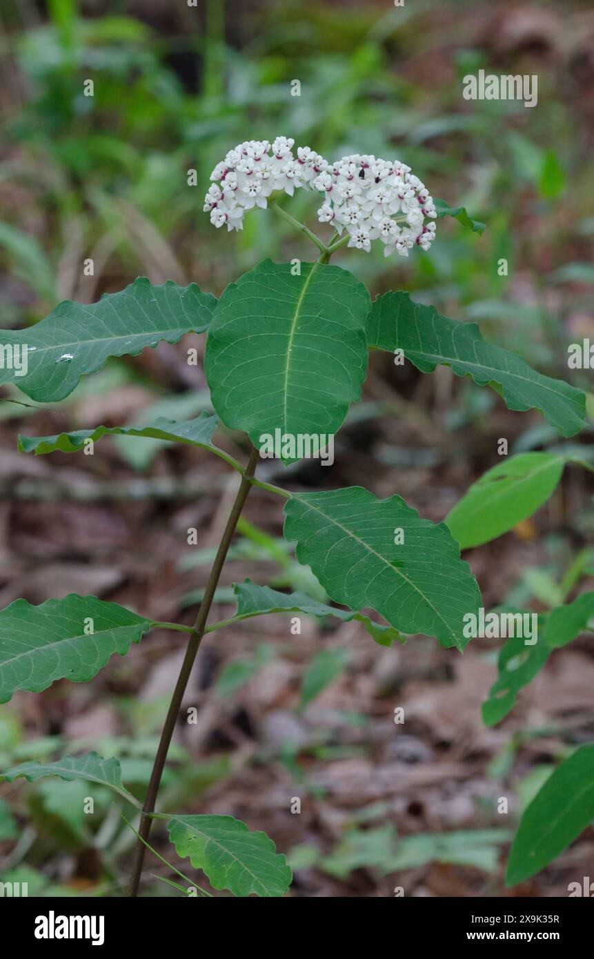 Redring Milkweed, Asclepias variegata Stock Photo - Alamy