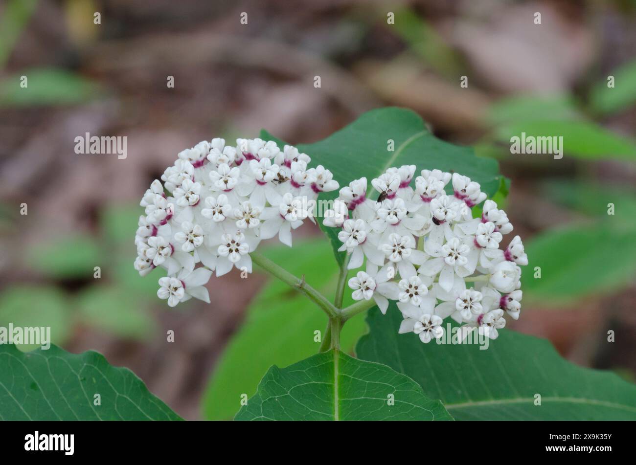 Redring Milkweed, Asclepias variegata Stock Photo - Alamy