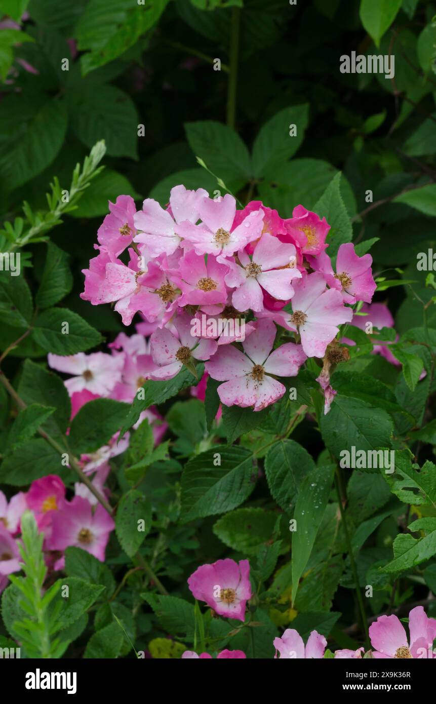 Climbing Prairie Rose, Rosa setigera Stock Photo - Alamy