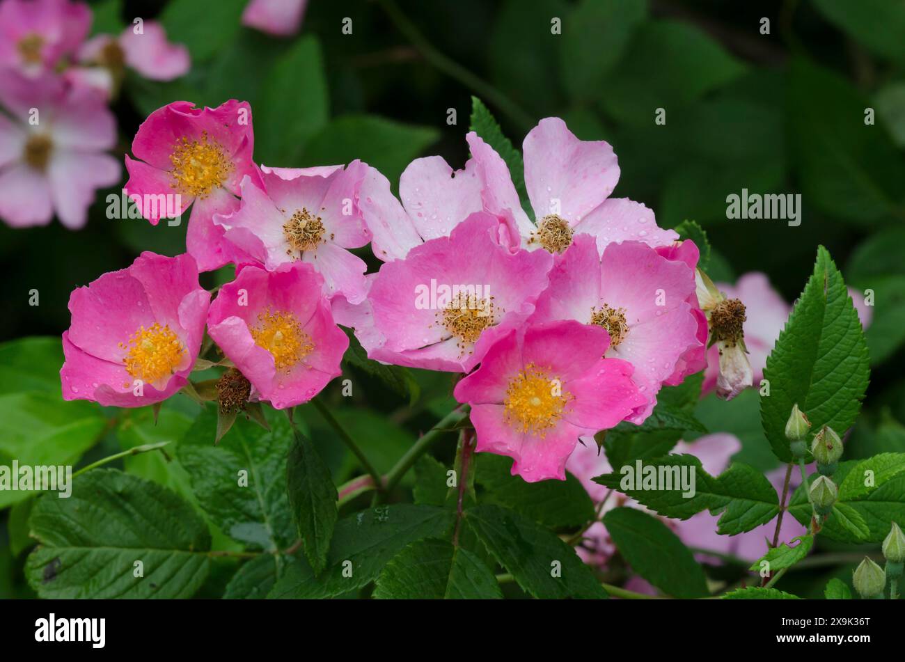 Climbing Prairie Rose, Rosa setigera Stock Photo - Alamy